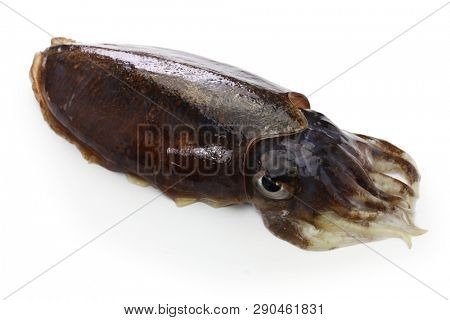 Fresh Cuttlefish Image & Photo (Free Trial) | Bigstock