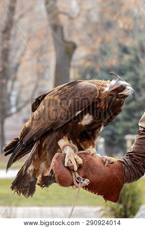Eagle Sits On Hand, Image & Photo (Free Trial) | Bigstock