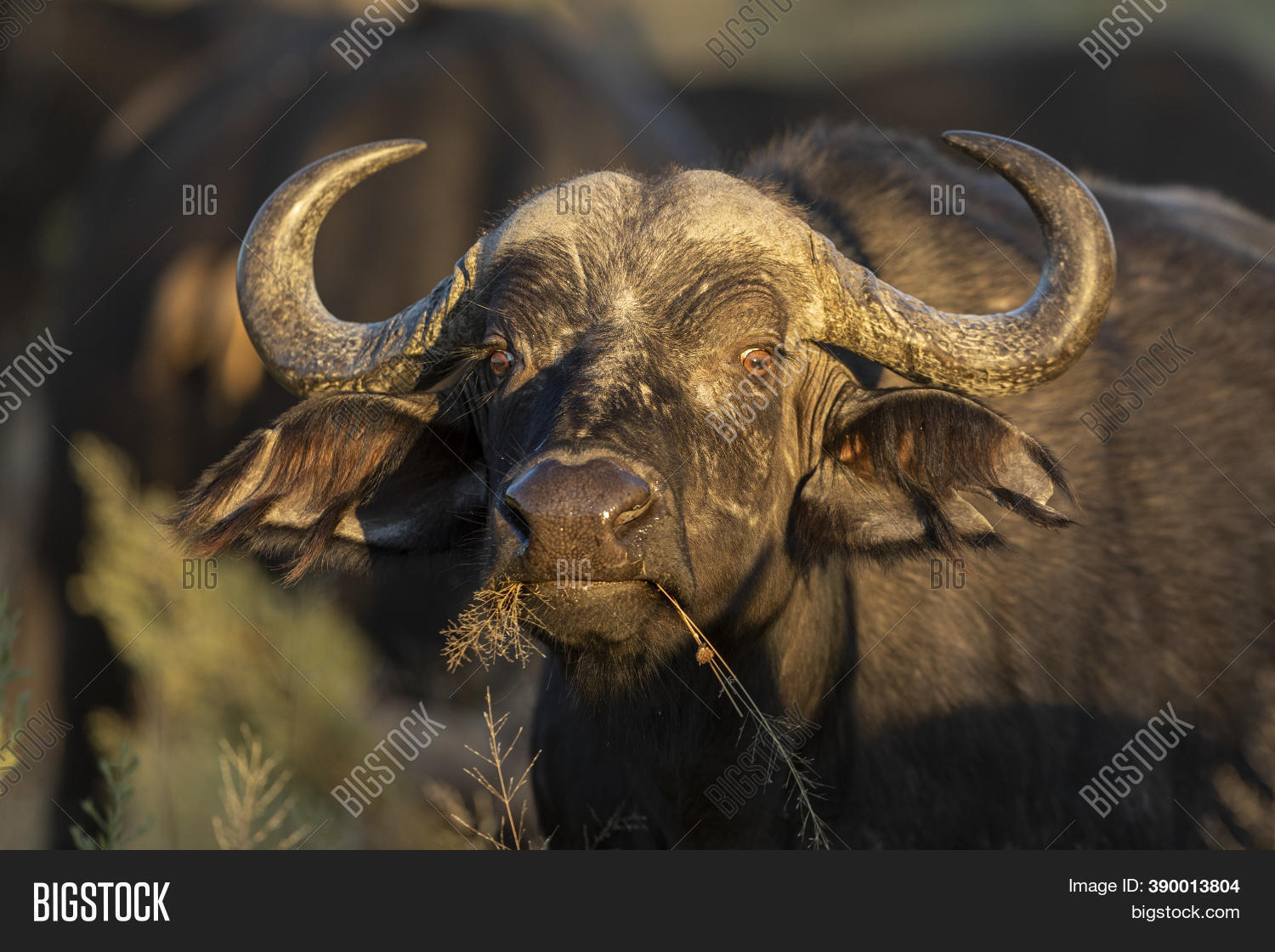 Female Buffalo Chewing Image & Photo (Free Trial) | Bigstock