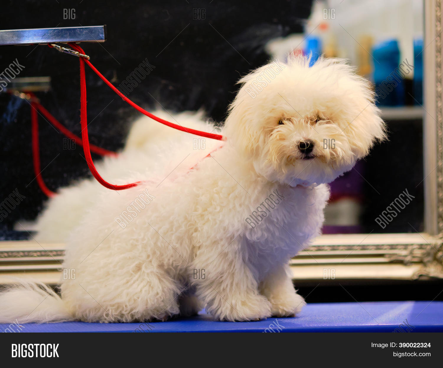 Bichon Frieze On Table Image & Photo (Free Trial) | Bigstock