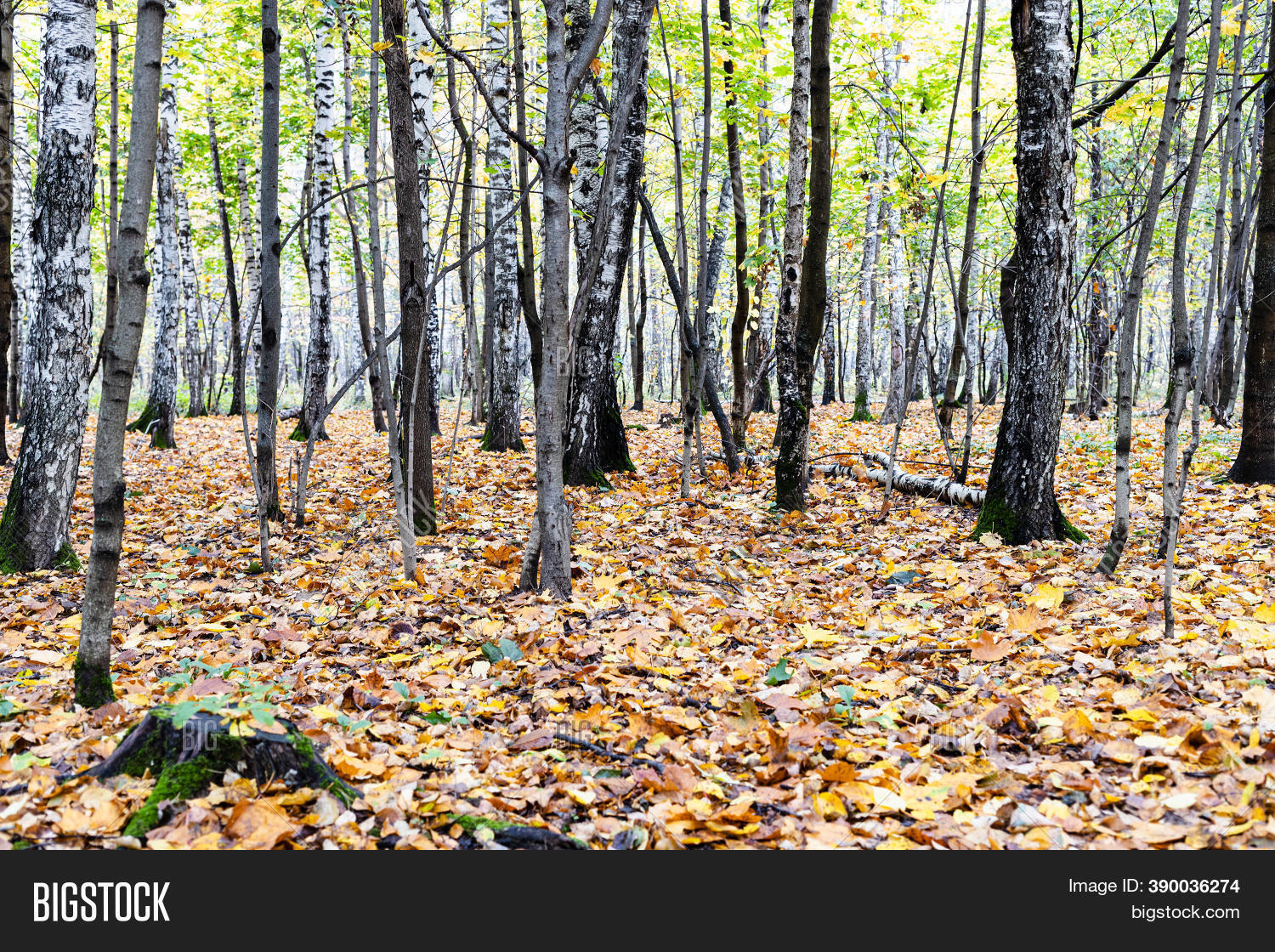 Leaf Litter Tree Image & Photo (Free Trial) | Bigstock