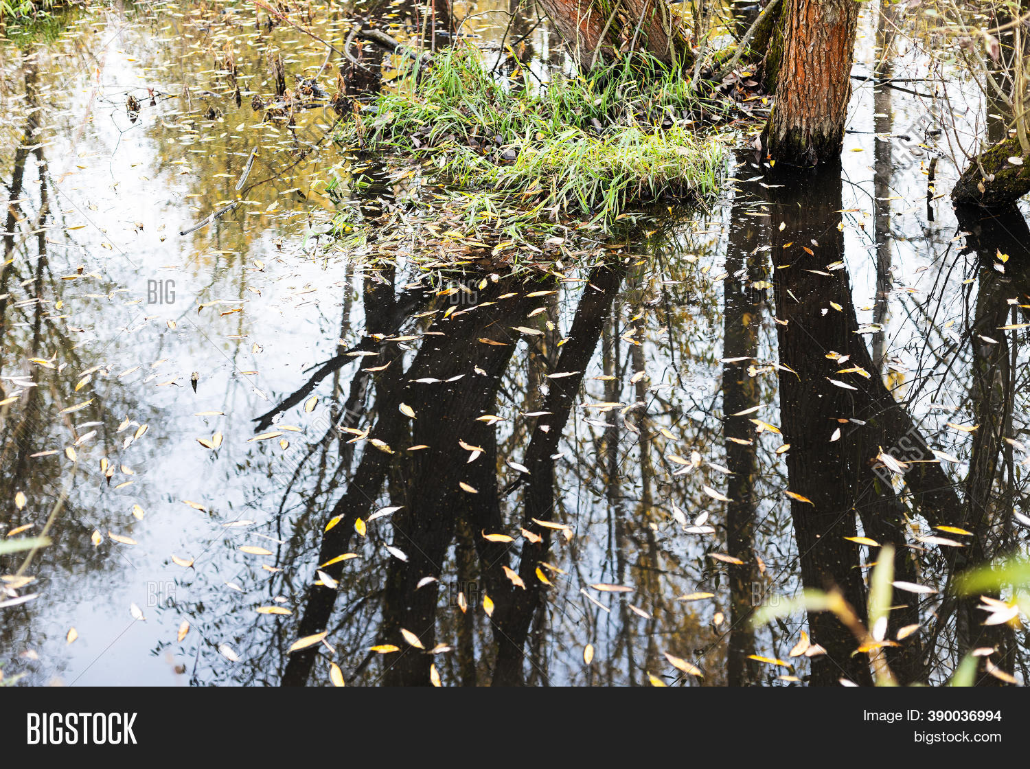 Surface Swamp Fallen Image & Photo (Free Trial) | Bigstock