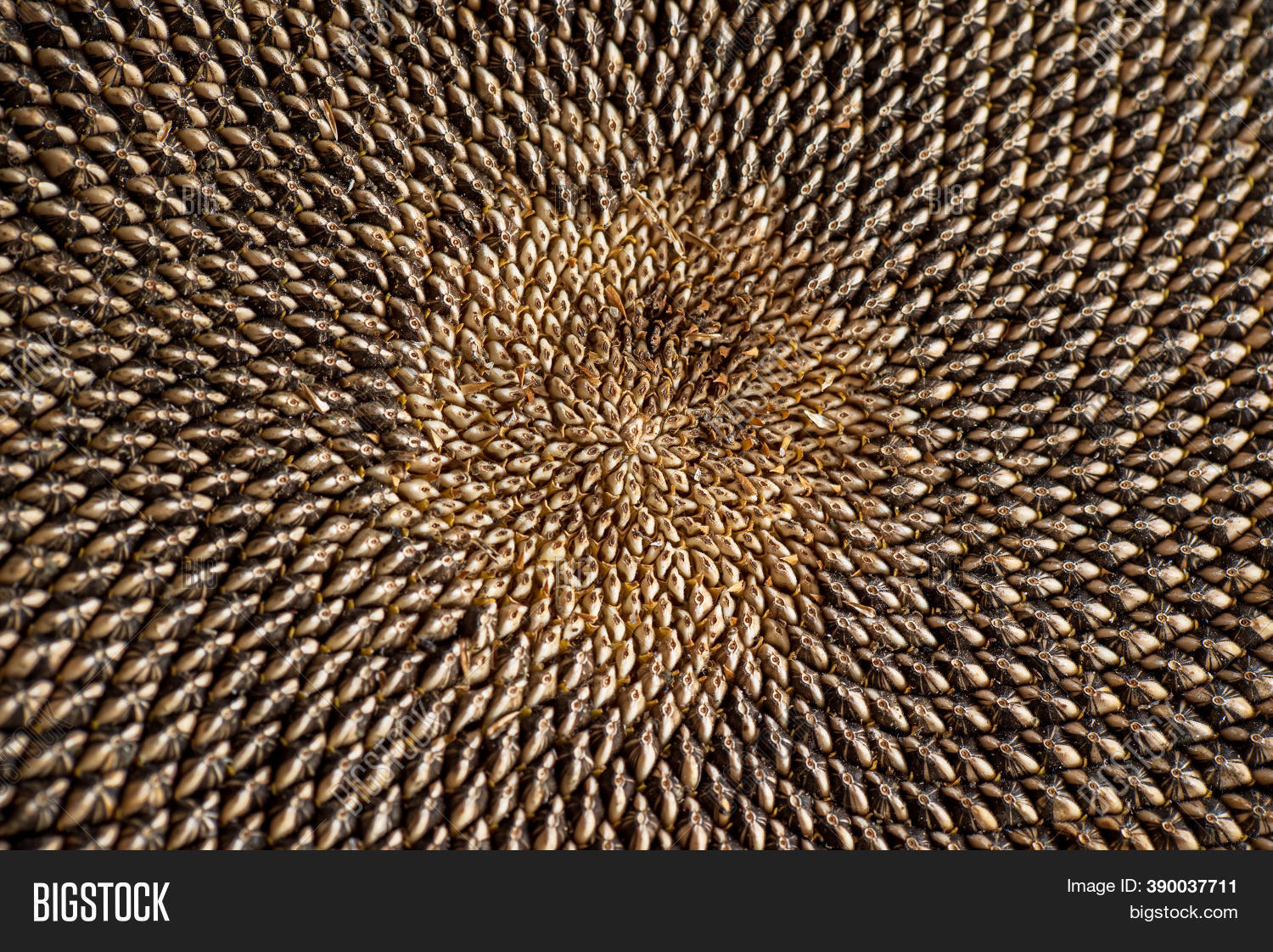 Shapes And Symmetry In Nature Using Sunflowers Nurturestore