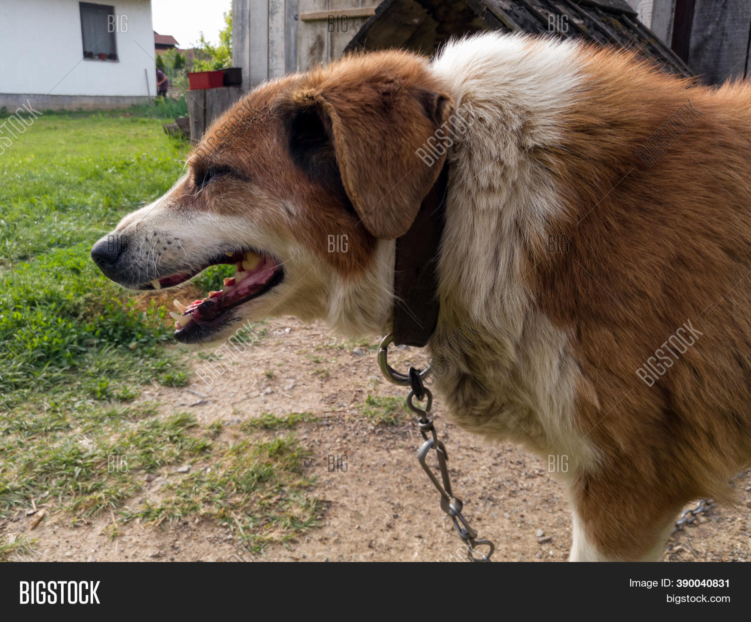 Dog Tied Chain Orange Image & Photo (Free Trial) | Bigstock