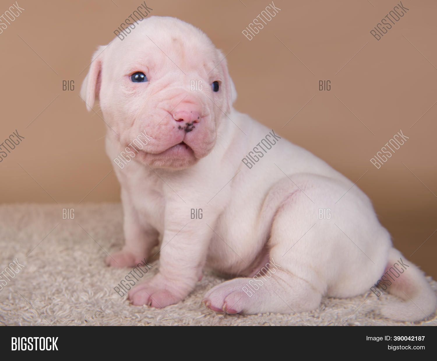 Small American Bulldog Image & Photo (Free Trial) | Bigstock
