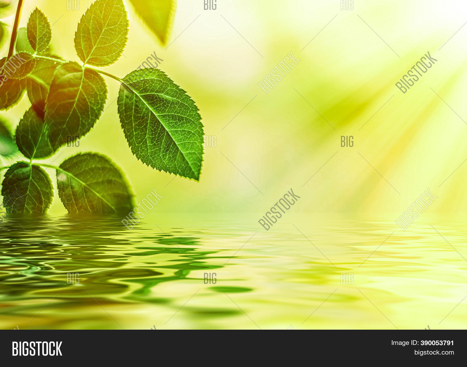 Green Leaves Spring Image & Photo (Free Trial) | Bigstock