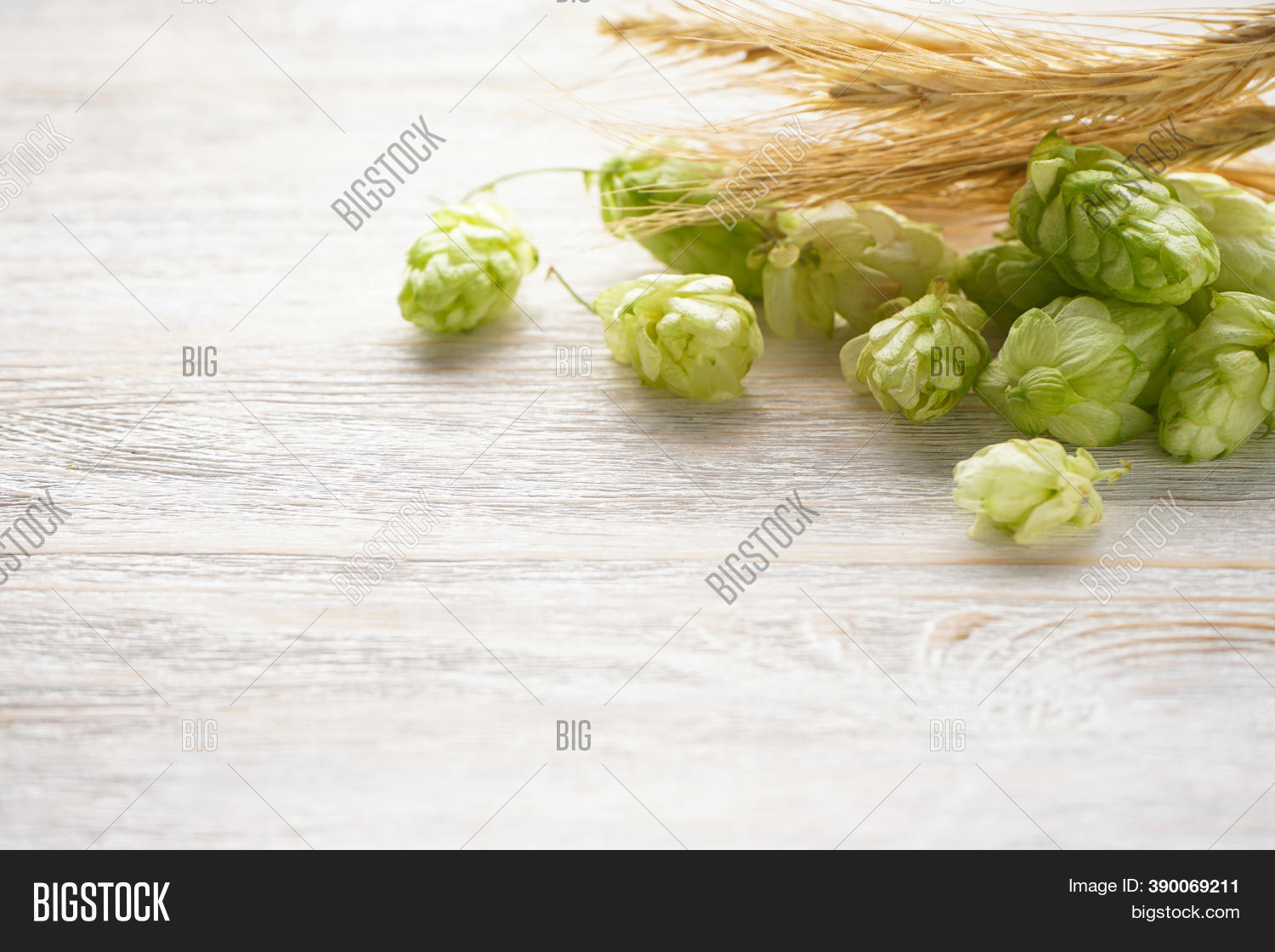 Fresh Hops Barley On Image & Photo (Free Trial) | Bigstock