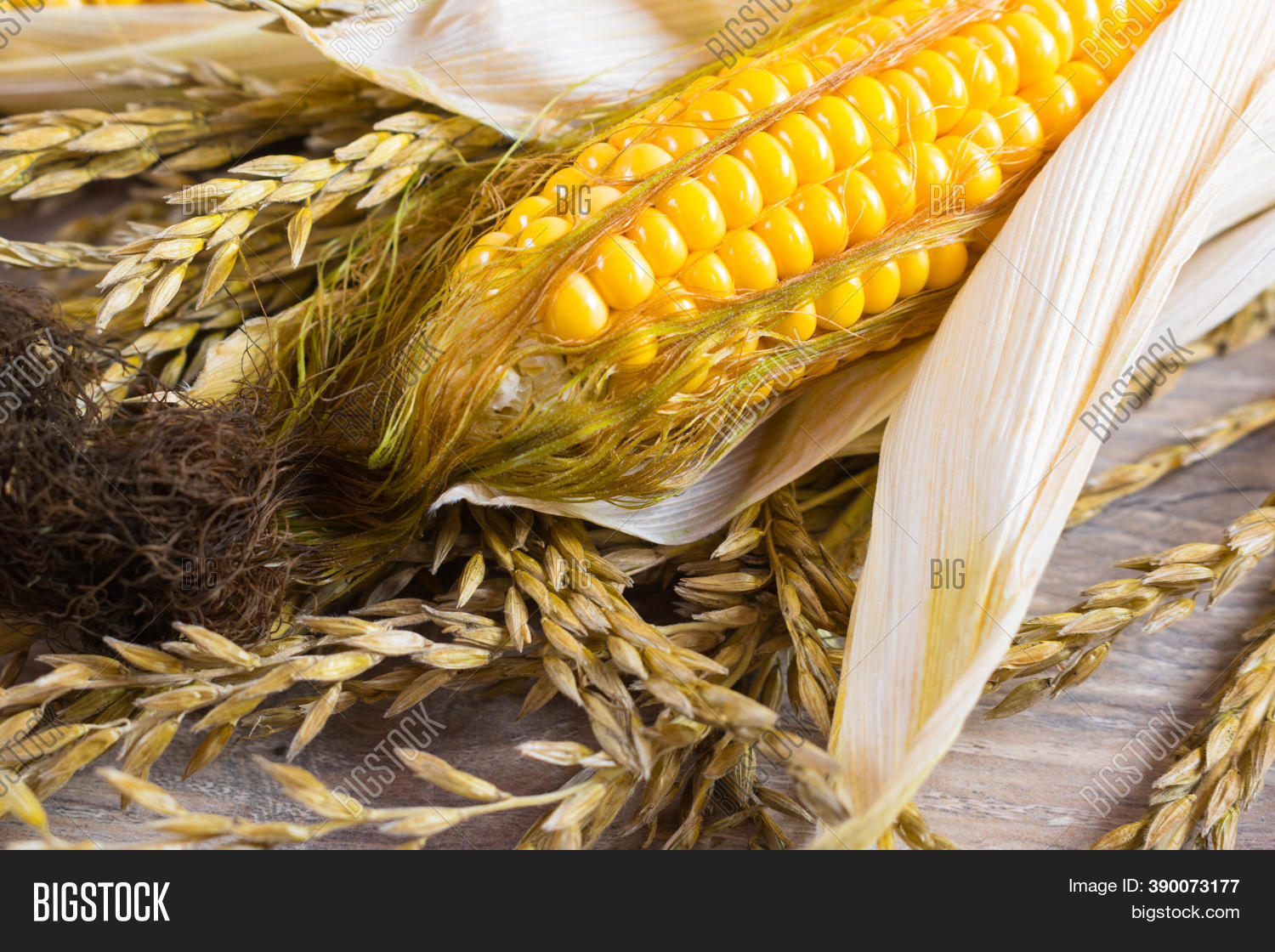 Corn Lies On Canvas. Image & Photo (Free Trial) | Bigstock