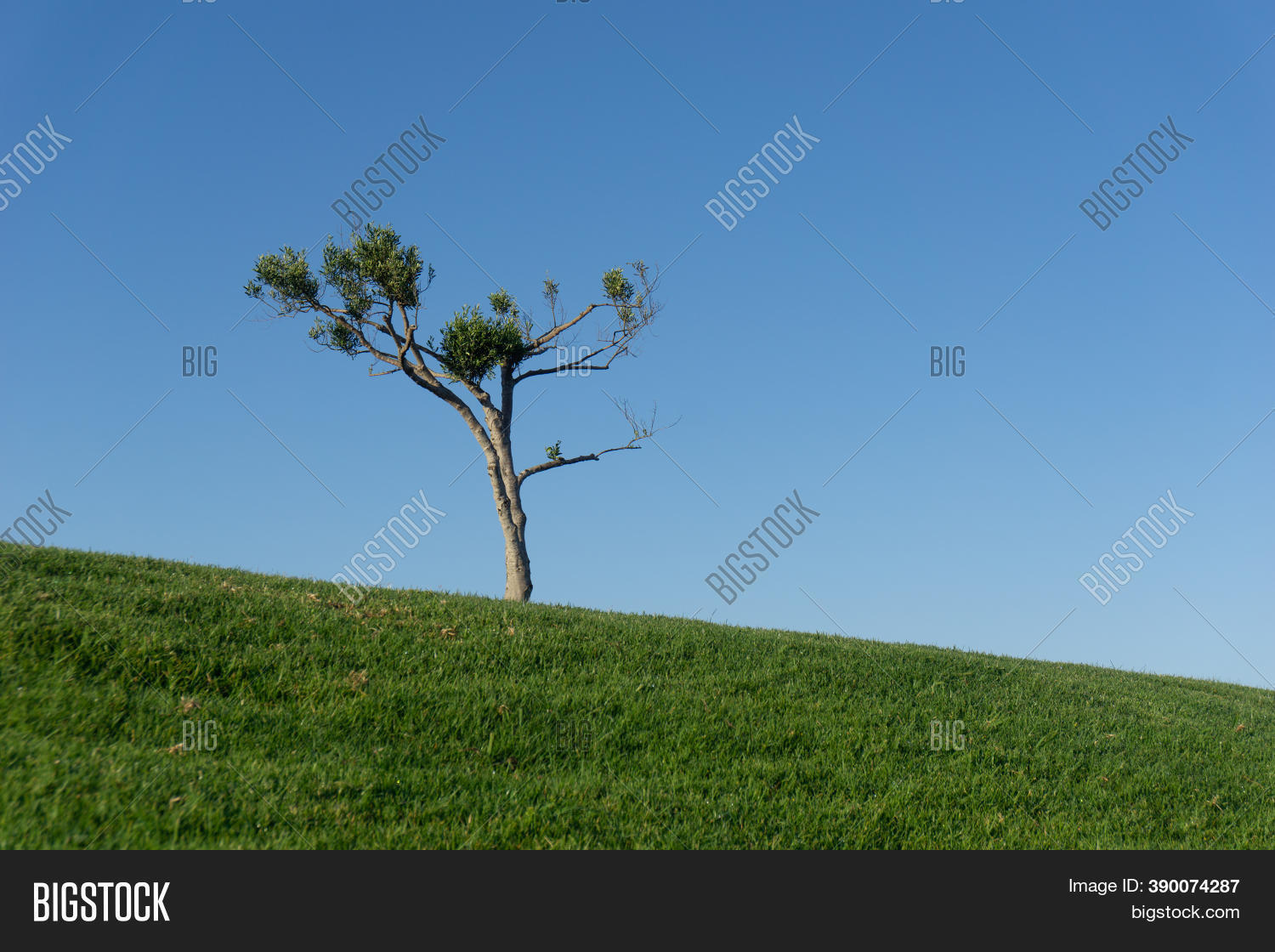 One Tree On Grassy Image & Photo (Free Trial) | Bigstock