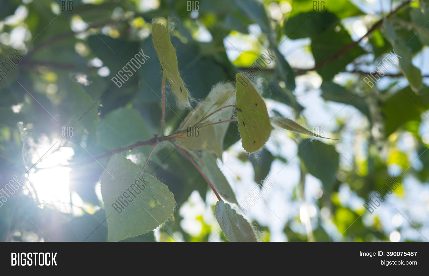 Green Leaves Poplar Image & Photo (Free Trial) | Bigstock