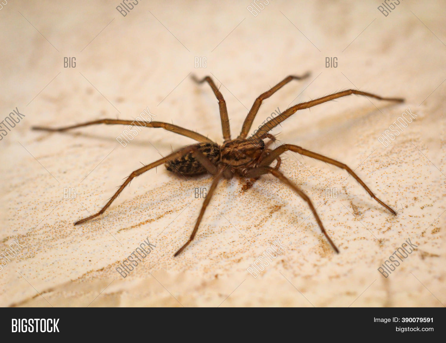 Close Angle Spider On Image & Photo (Free Trial) | Bigstock