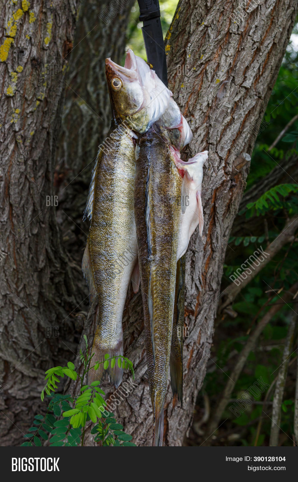 Raw Zander,large Image & Photo (Free Trial) | Bigstock