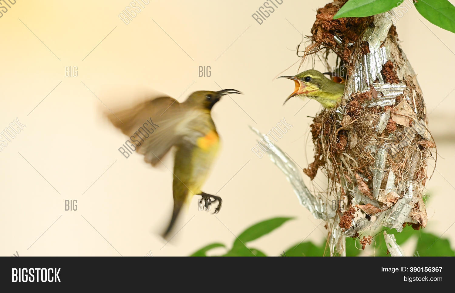 Sunbird Baby Bird Nest Image & Photo (Free Trial) | Bigstock