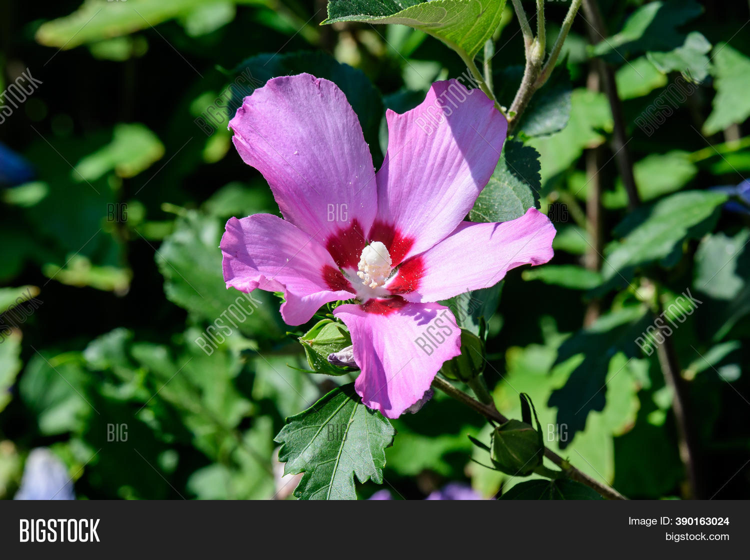 One Pink Flower Image & Photo (Free Trial) | Bigstock