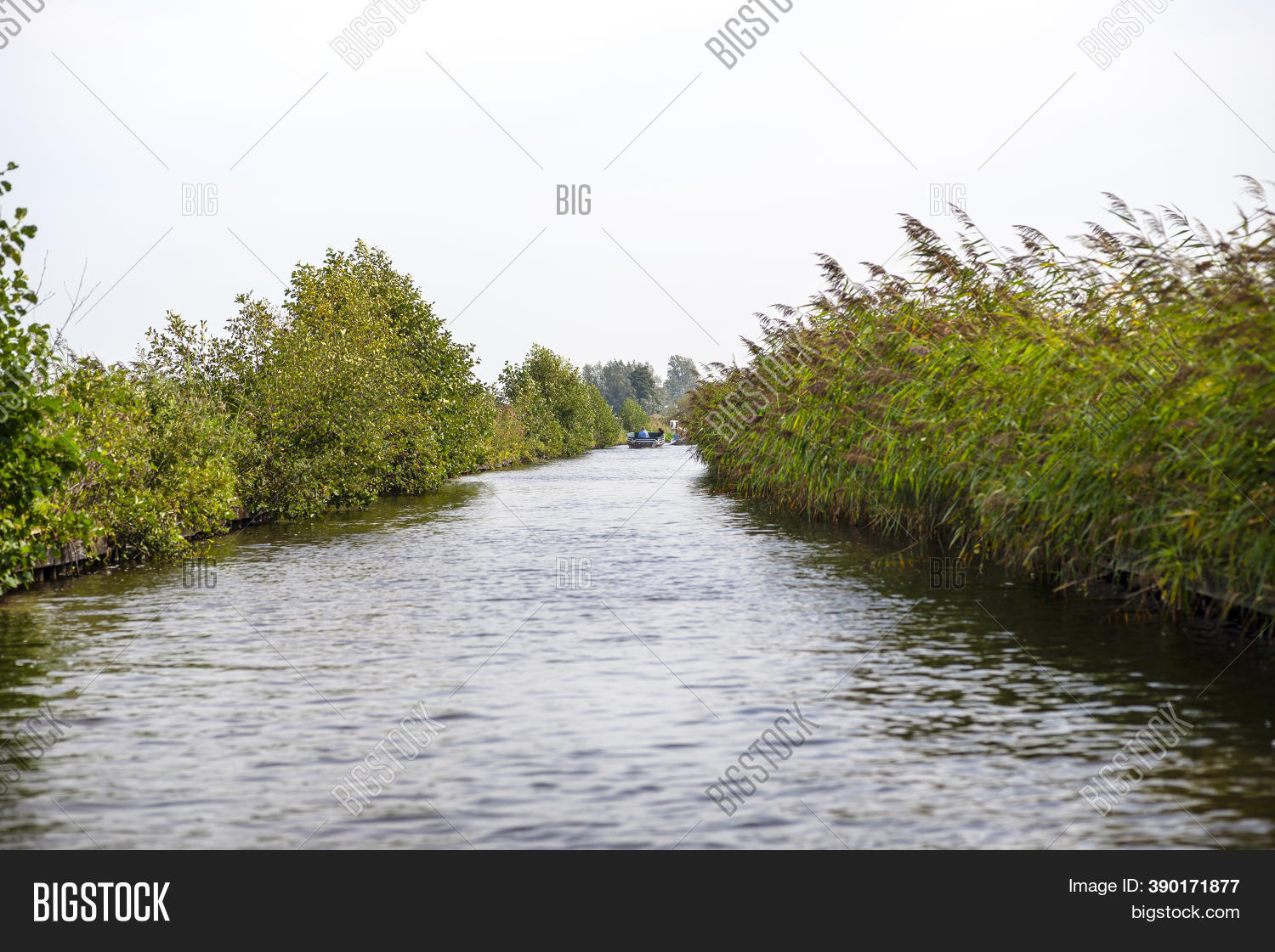 Green Reeds Growing Image & Photo (Free Trial) | Bigstock