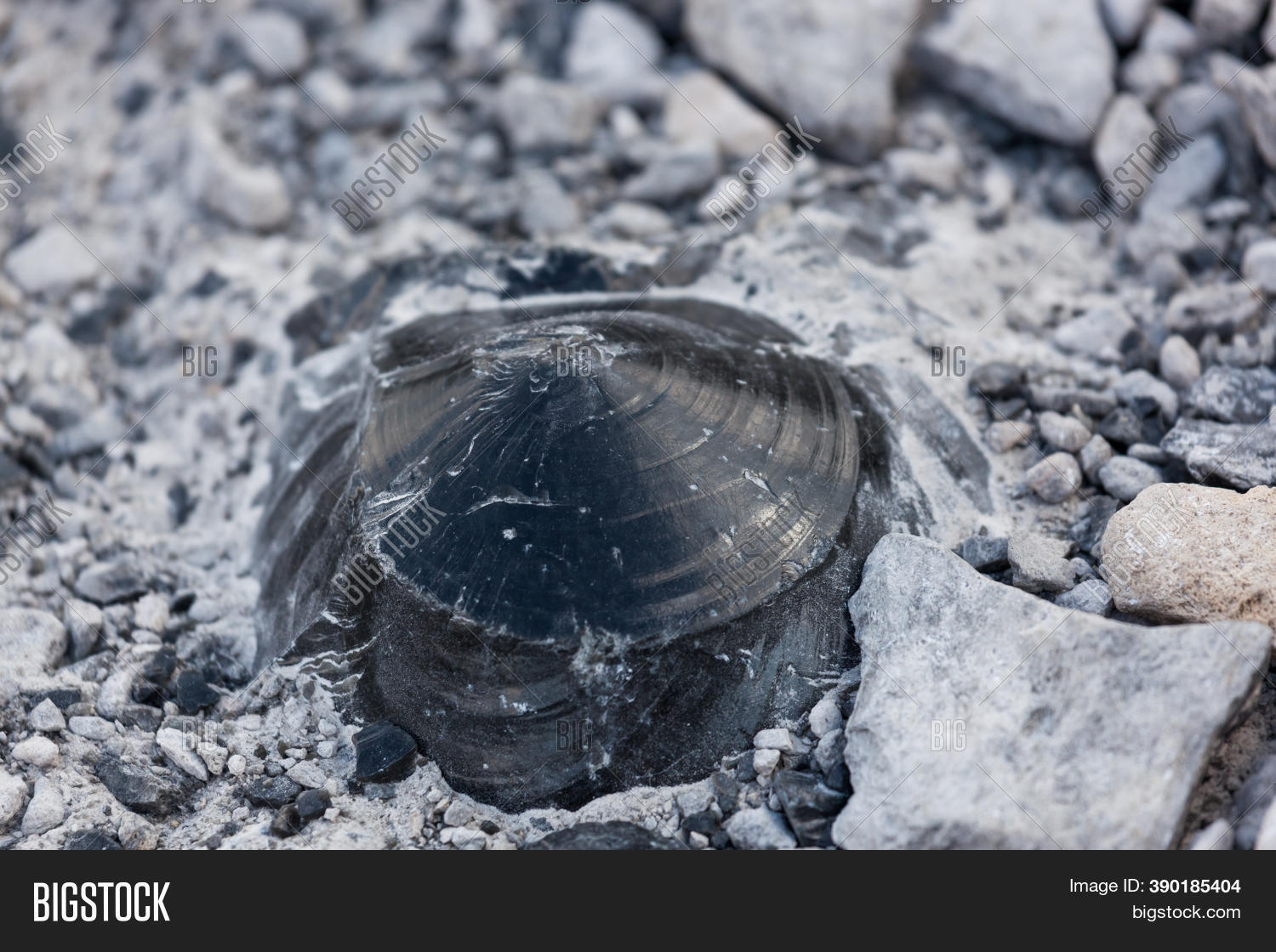 Obsidian Rock That Has Image & Photo (Free Trial) | Bigstock