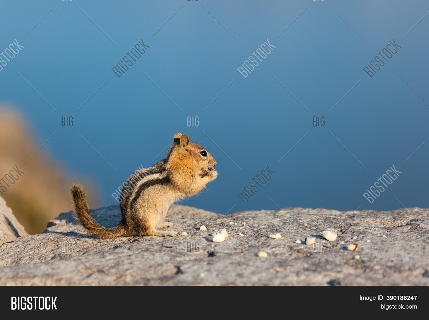 Cute Little Chipmunk Image & Photo (Free Trial) | Bigstock