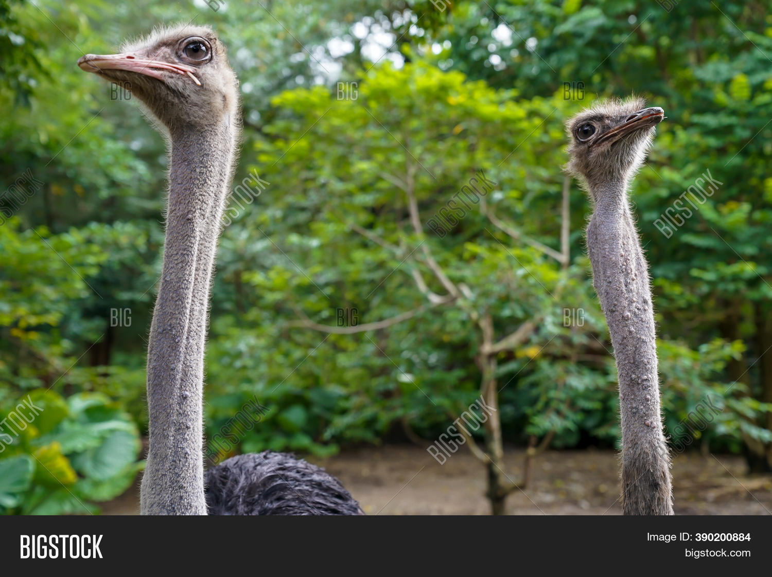 Ostrich Heads On Farm Image & Photo (Free Trial) | Bigstock