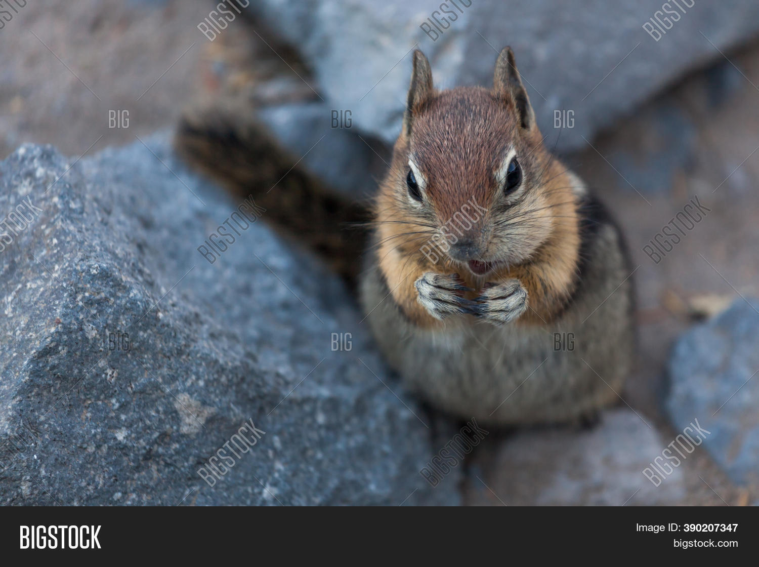 Small Chipmunk Sitting Image & Photo (Free Trial) | Bigstock