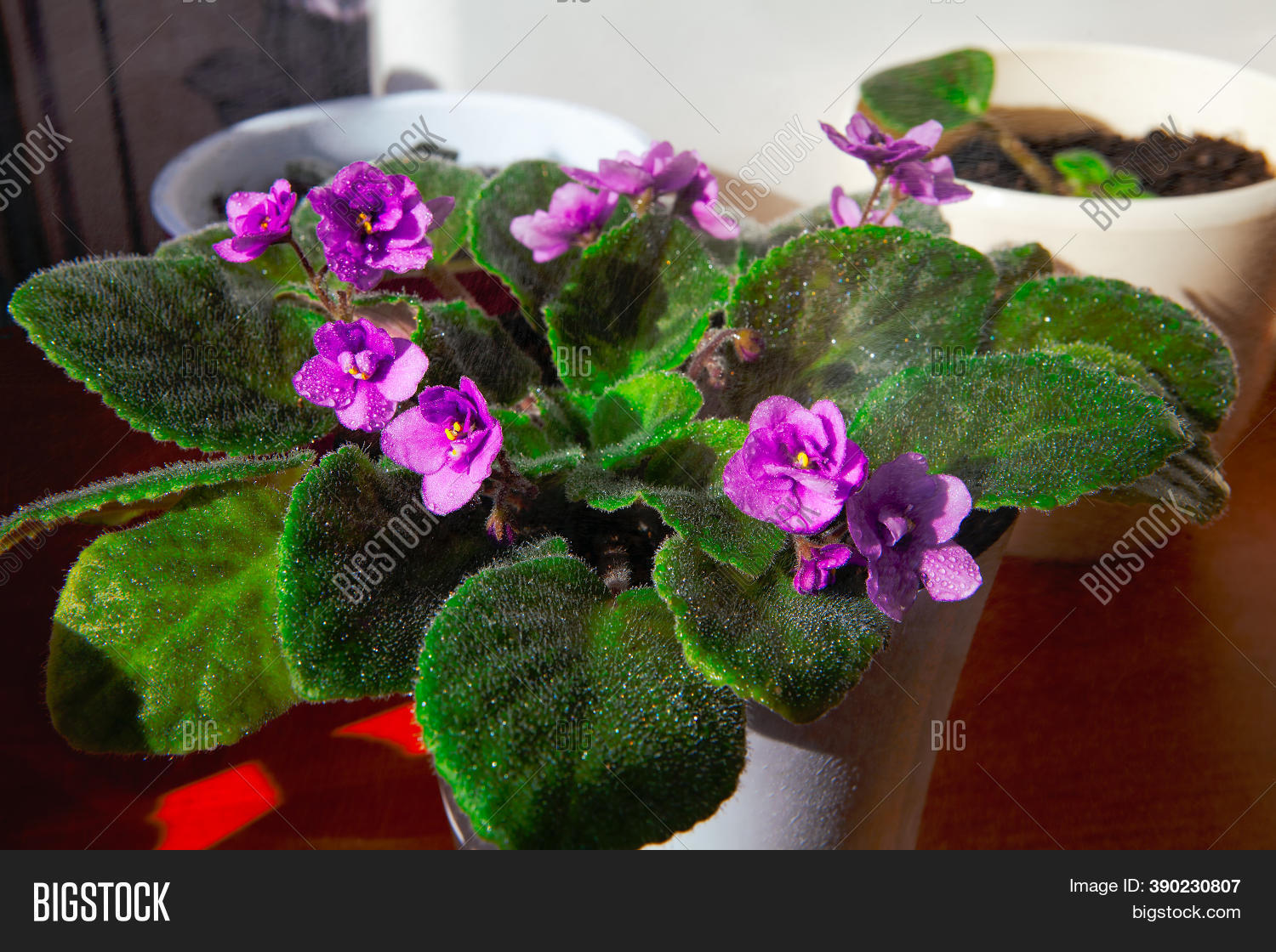 Potted Violet Flowers Image & Photo (Free Trial) | Bigstock