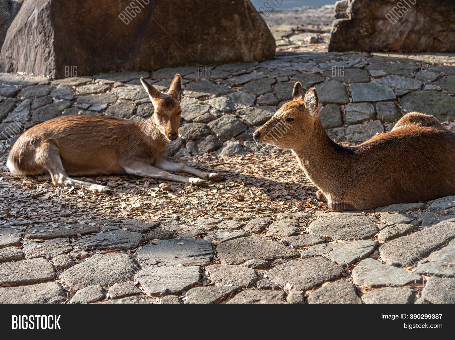 Close- Deer Relax Image & Photo (Free Trial) | Bigstock