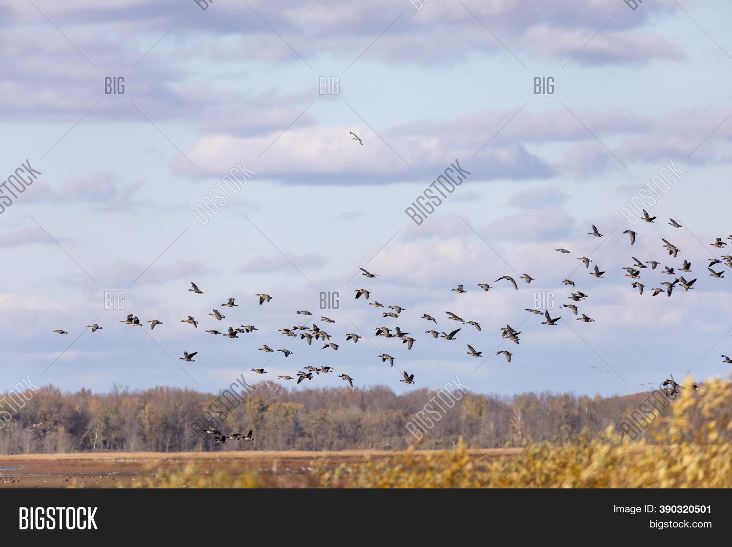 Migration Flock Image & Photo (Free Trial) | Bigstock