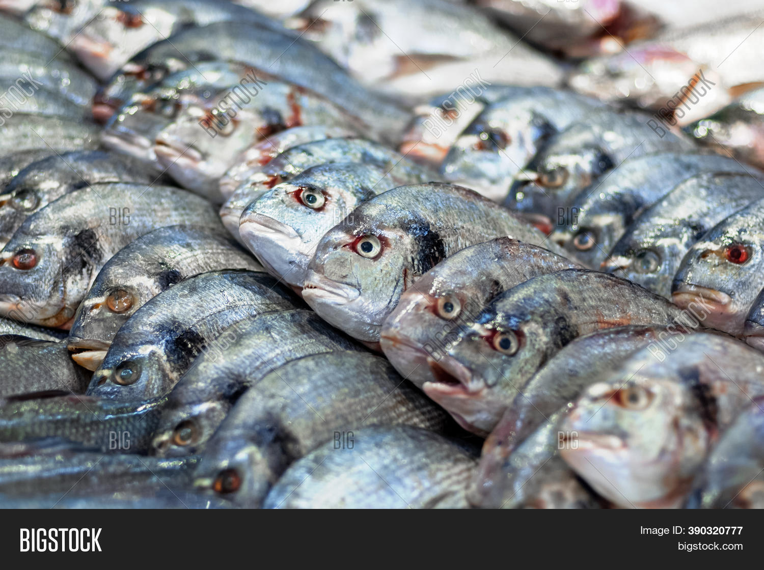 Raw Dorado Fish ( Image & Photo (Free Trial) | Bigstock