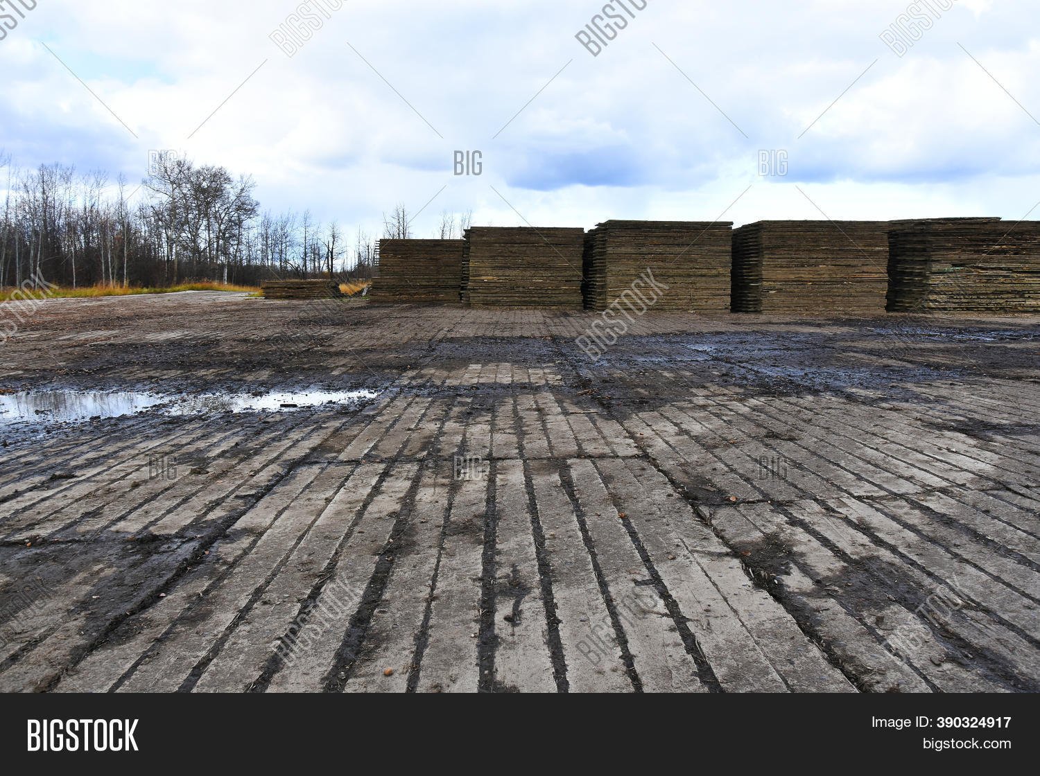 Image Wooden Swamp Image & Photo (Free Trial) | Bigstock