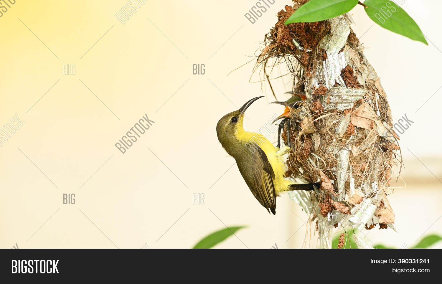 Sunbird Baby Bird Nest Image & Photo (Free Trial) | Bigstock