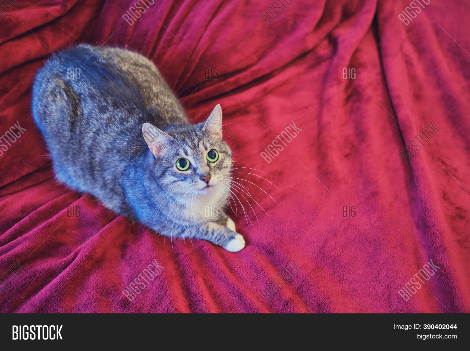 Scared Cat On Red Bed Image & Photo (Free Trial) | Bigstock
