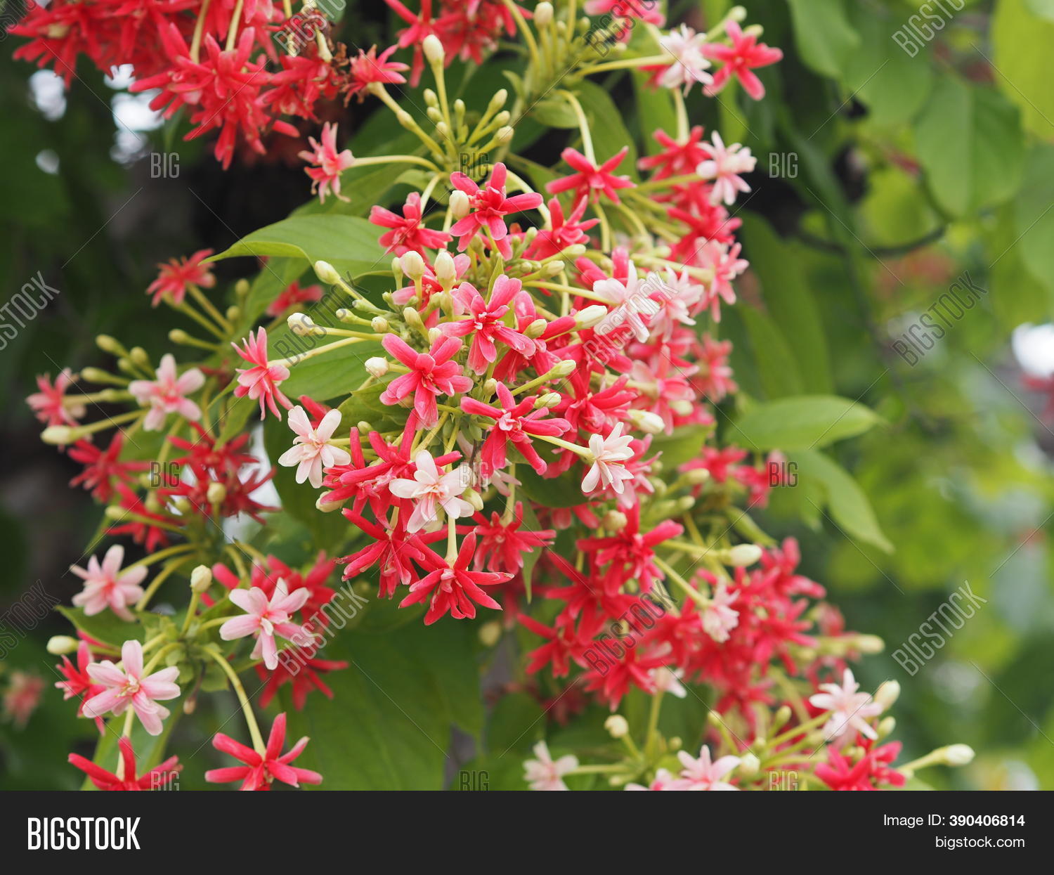Rangoon Creeper, Image & Photo (Free Trial) | Bigstock