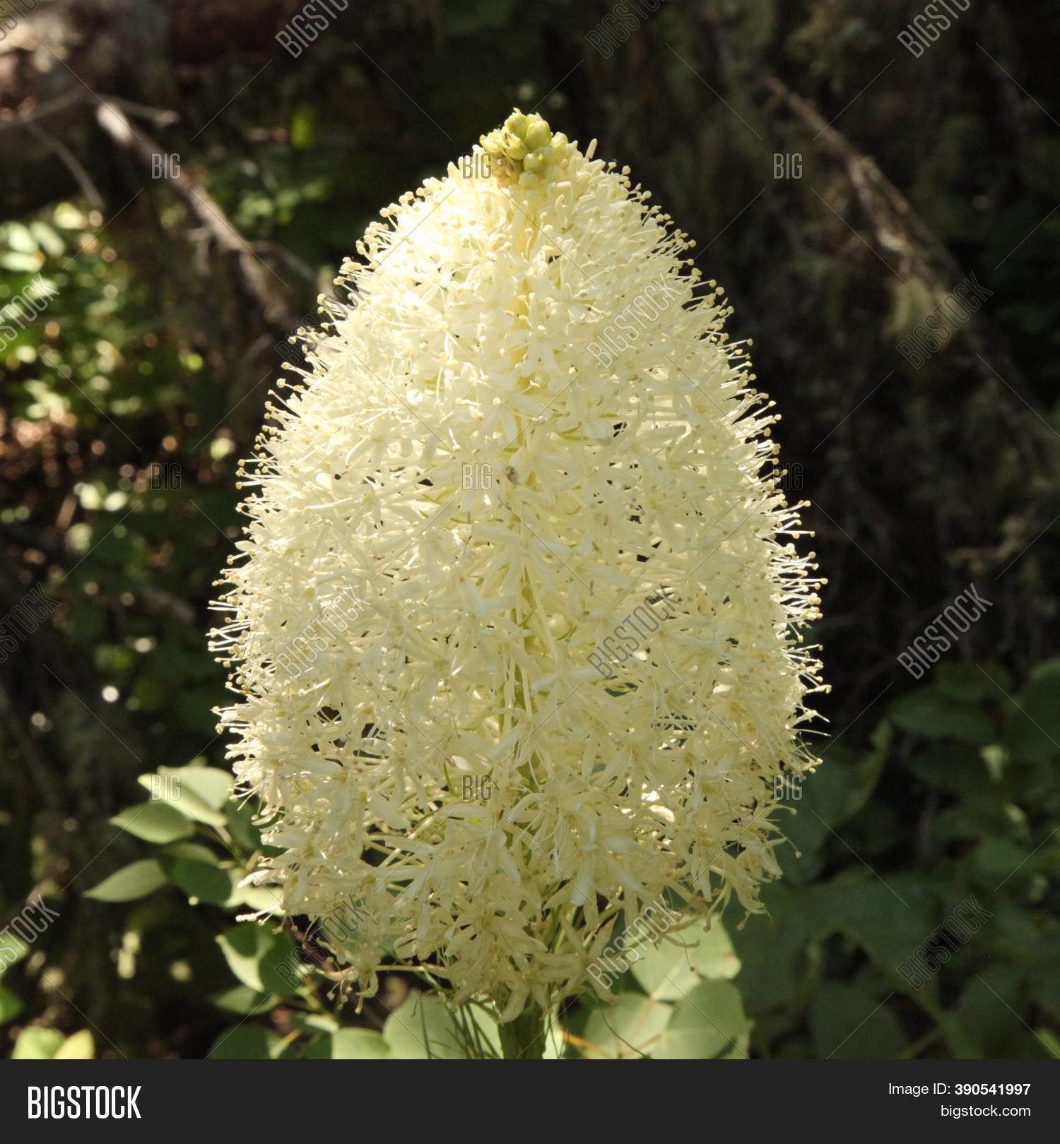 Beargrass (xerophyllum Image & Photo (Free Trial) | Bigstock