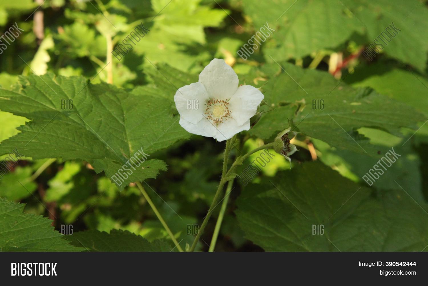 Thimbleberry (rubus Image & Photo (Free Trial) | Bigstock