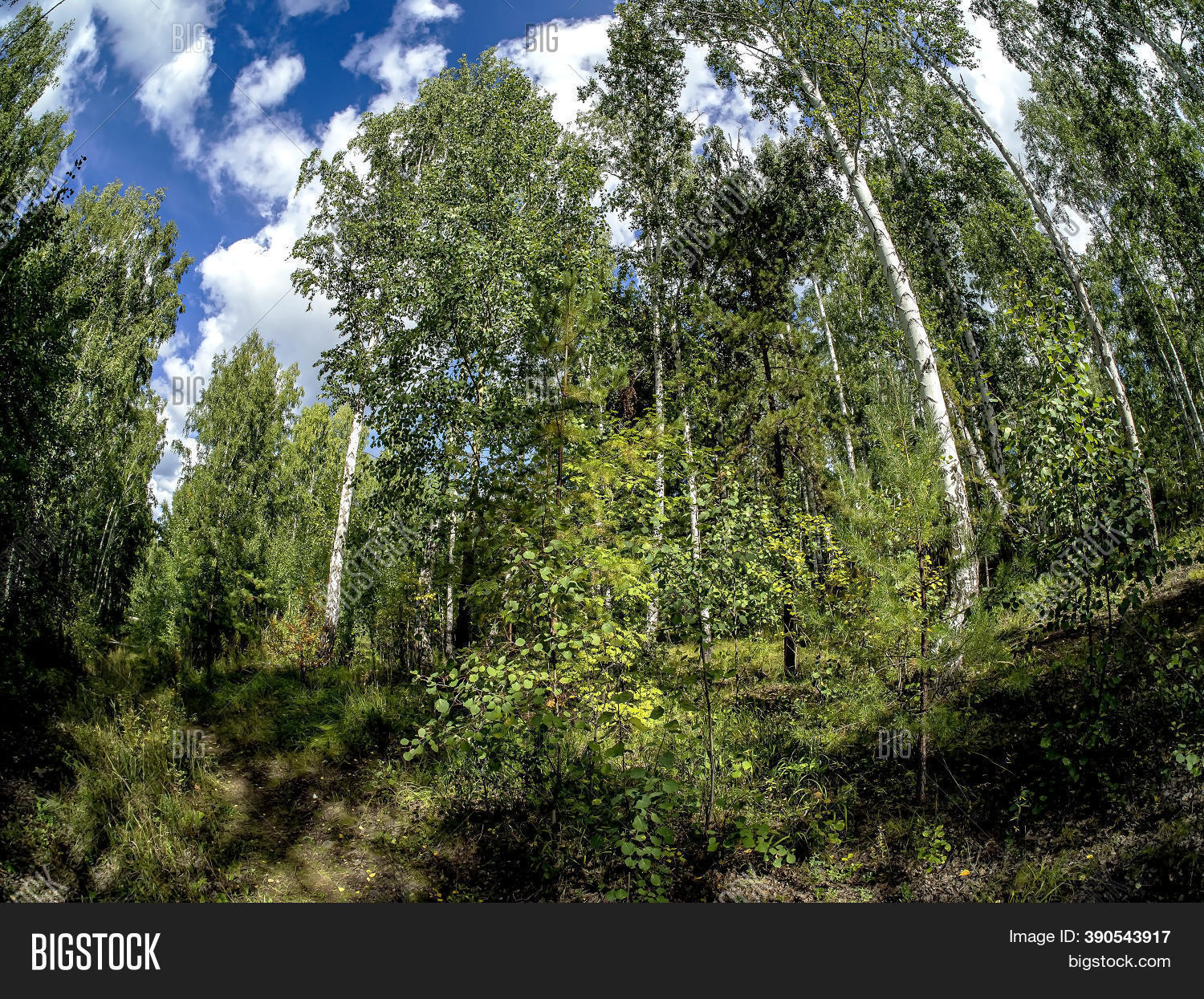 Birch Pine Mixed Image & Photo (Free Trial) | Bigstock