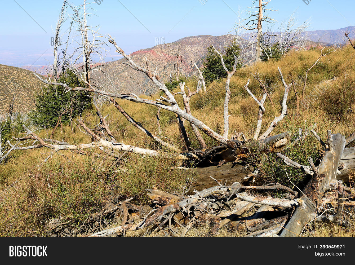 Burnt Pine Trees Image & Photo (Free Trial) | Bigstock