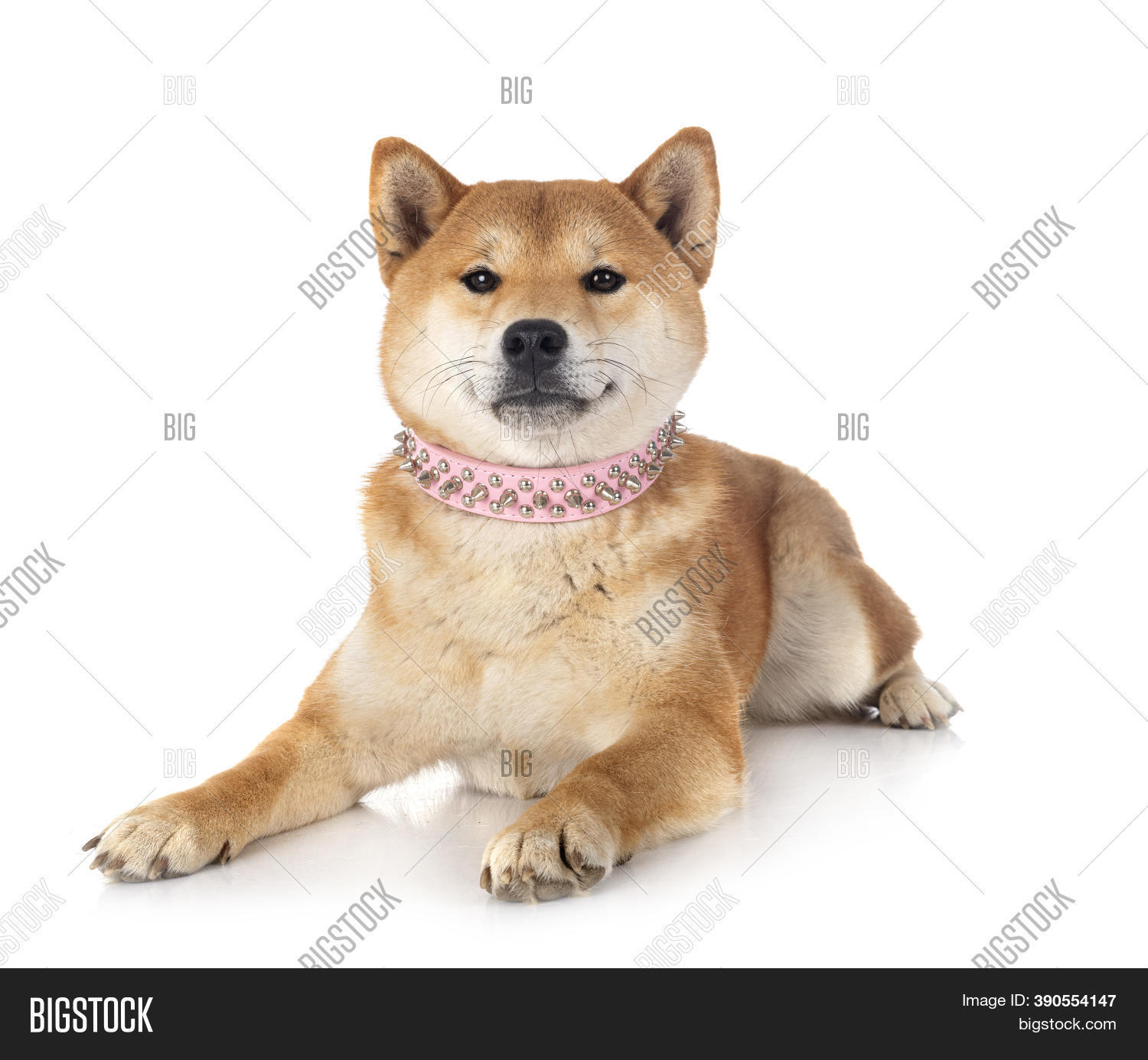 Shiba Inu Front White Image & Photo (Free Trial) | Bigstock