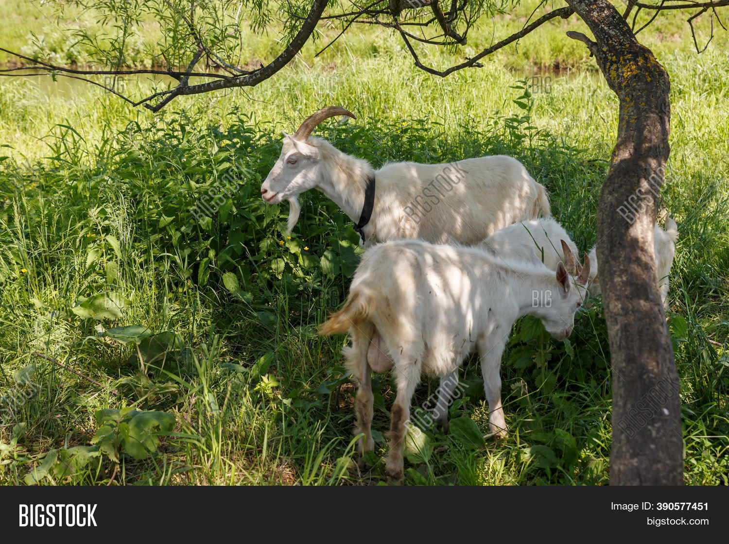 Goat Two Kids Stands Image & Photo (Free Trial) | Bigstock