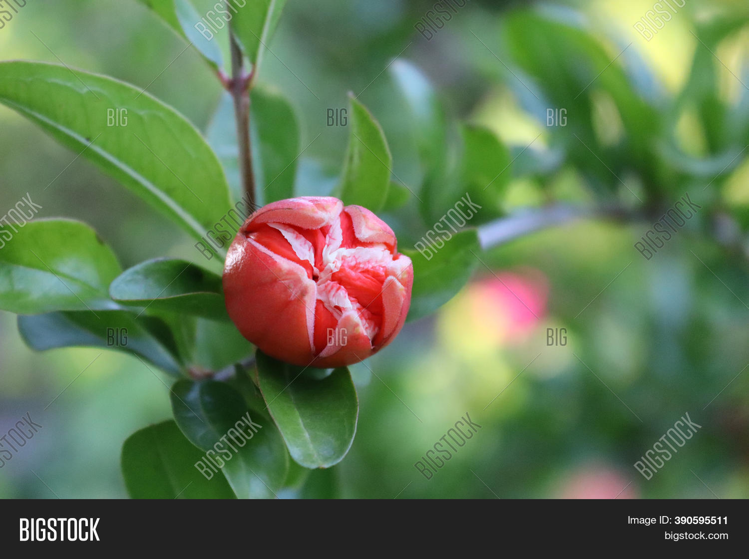 Pomegranate Blossom Image & Photo (Free Trial) | Bigstock