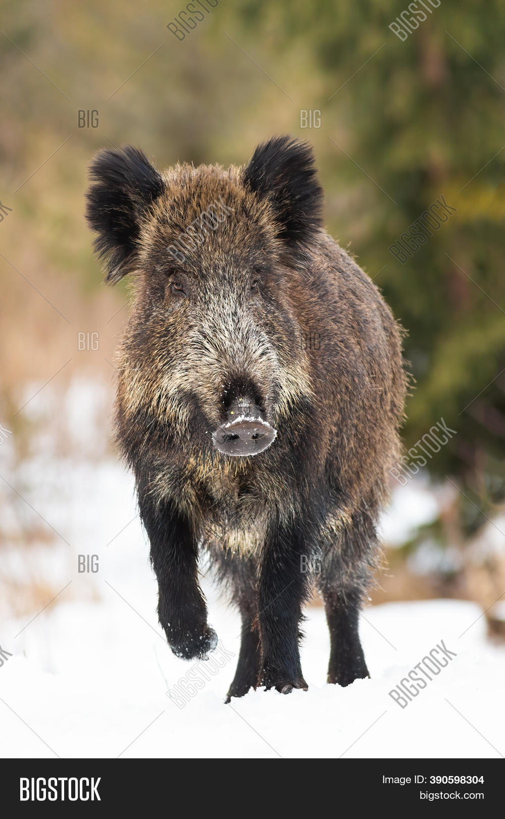 Wild Boar Walking On Image & Photo (Free Trial) | Bigstock