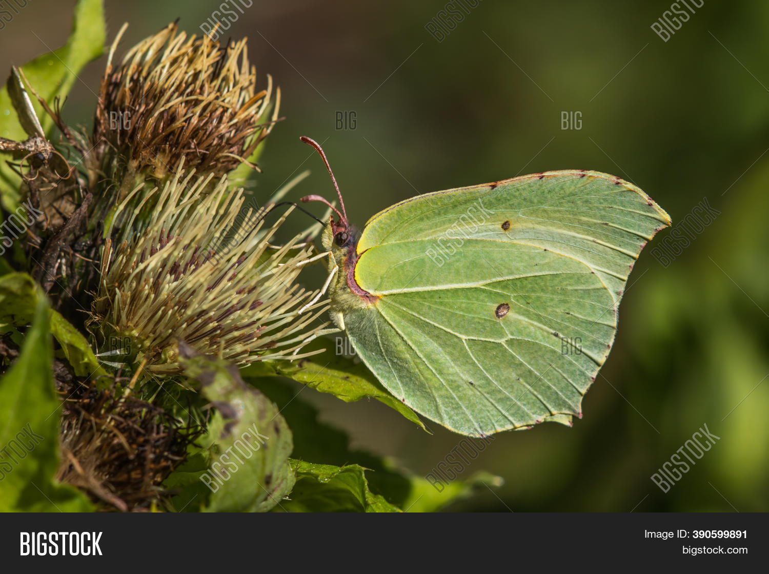 Common Brimstone ( Image & Photo (Free Trial) | Bigstock