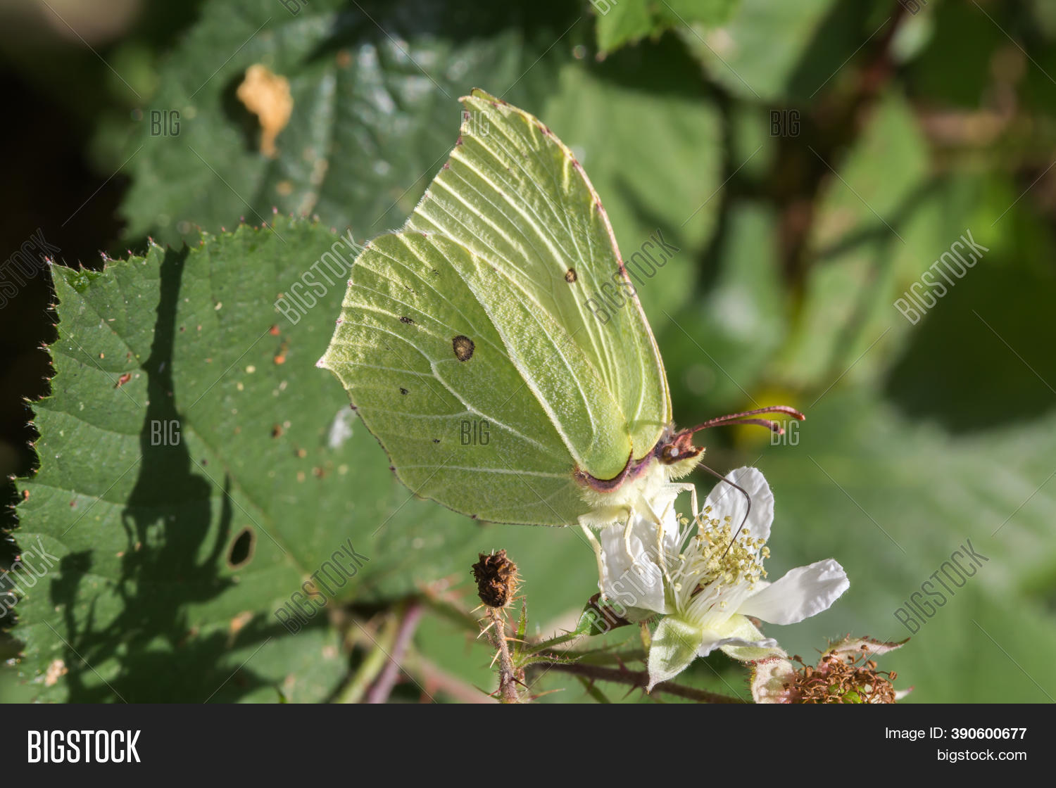 Common Brimstone ( Image & Photo (Free Trial) | Bigstock