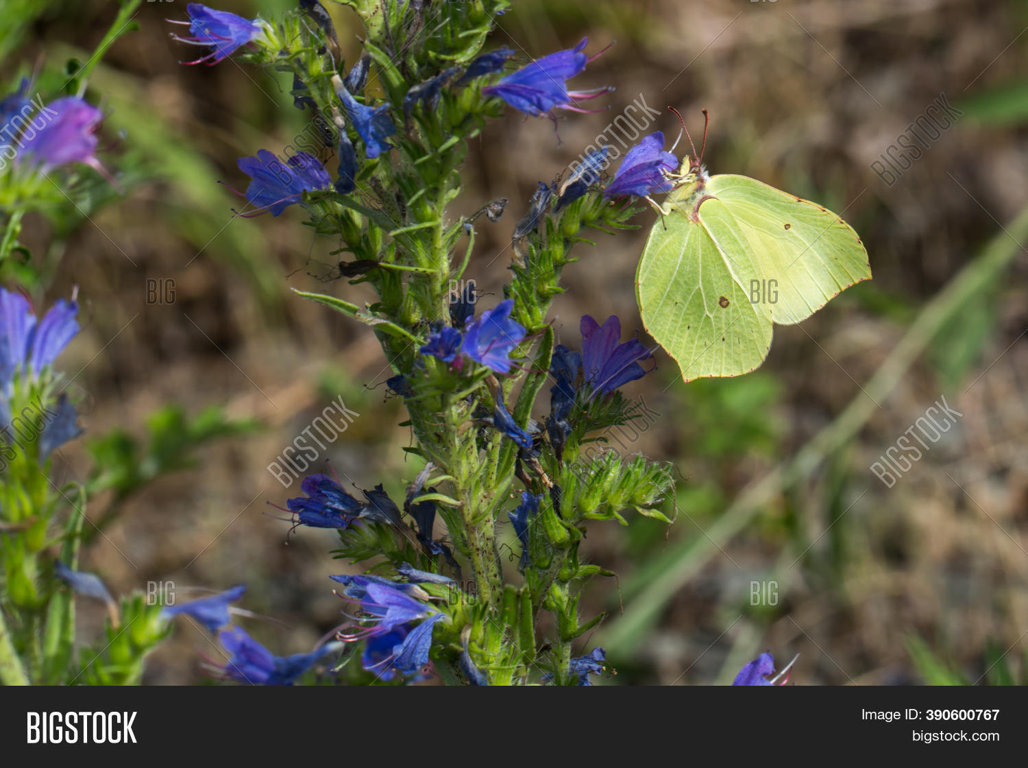 Common Brimstone ( Image & Photo (Free Trial) | Bigstock