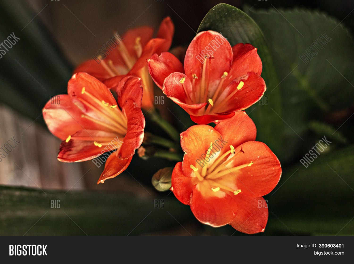 Bright Red Flowers Image & Photo (Free Trial) | Bigstock