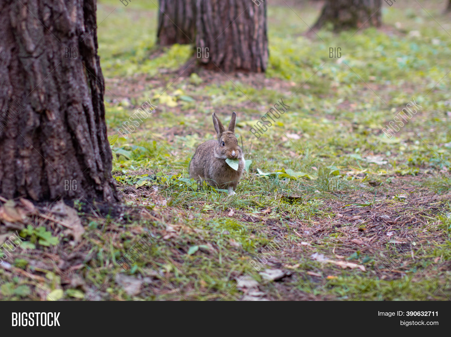 Beautiful Rabbit Runs Image & Photo (Free Trial) | Bigstock