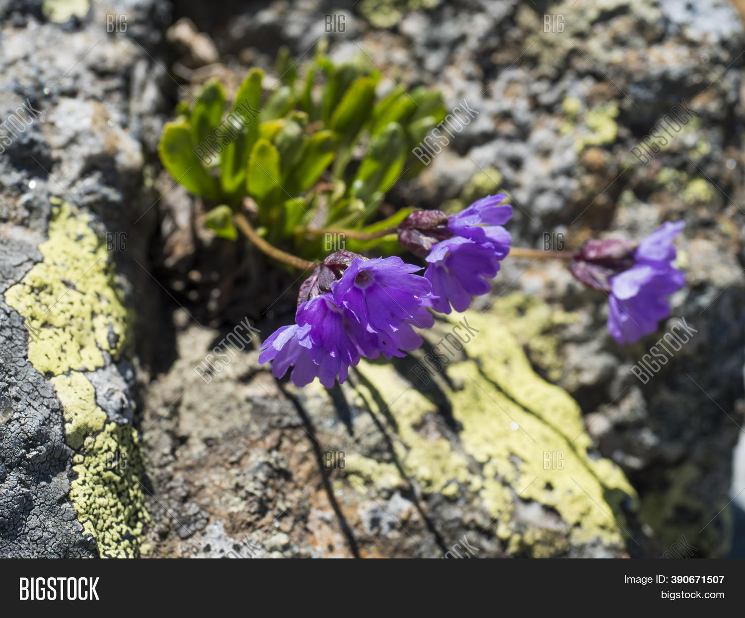 Close Violet Blooming Image & Photo (Free Trial) | Bigstock
