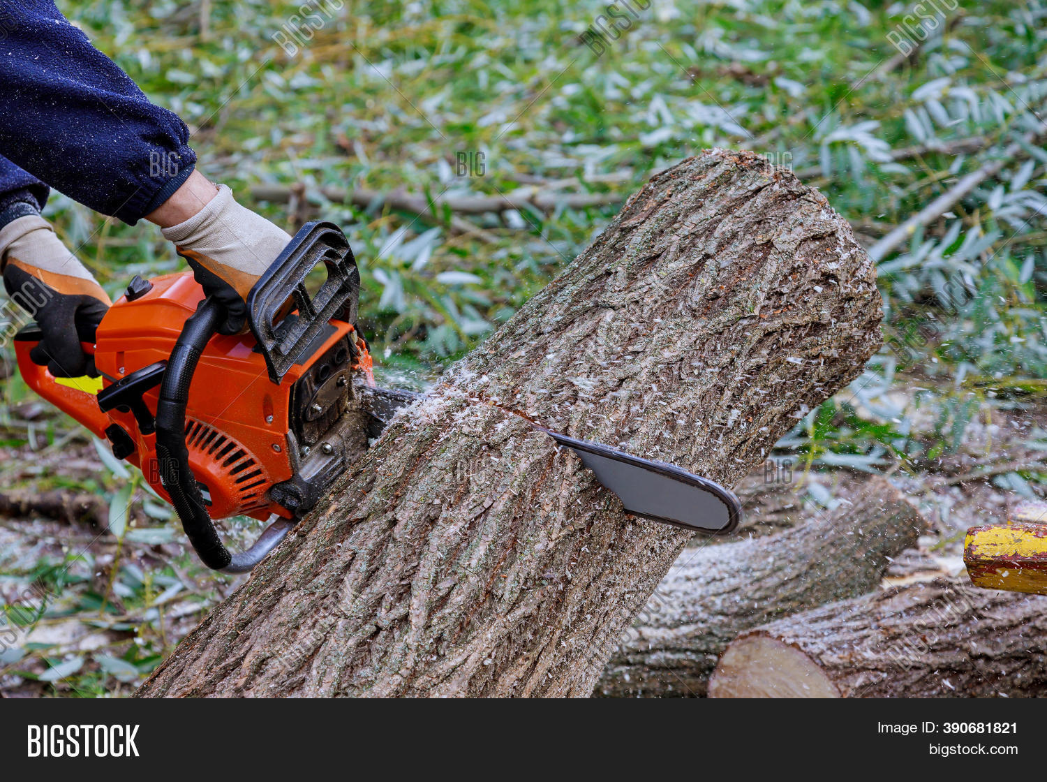 Tree Falling Cut Tree Image & Photo (Free Trial) | Bigstock
