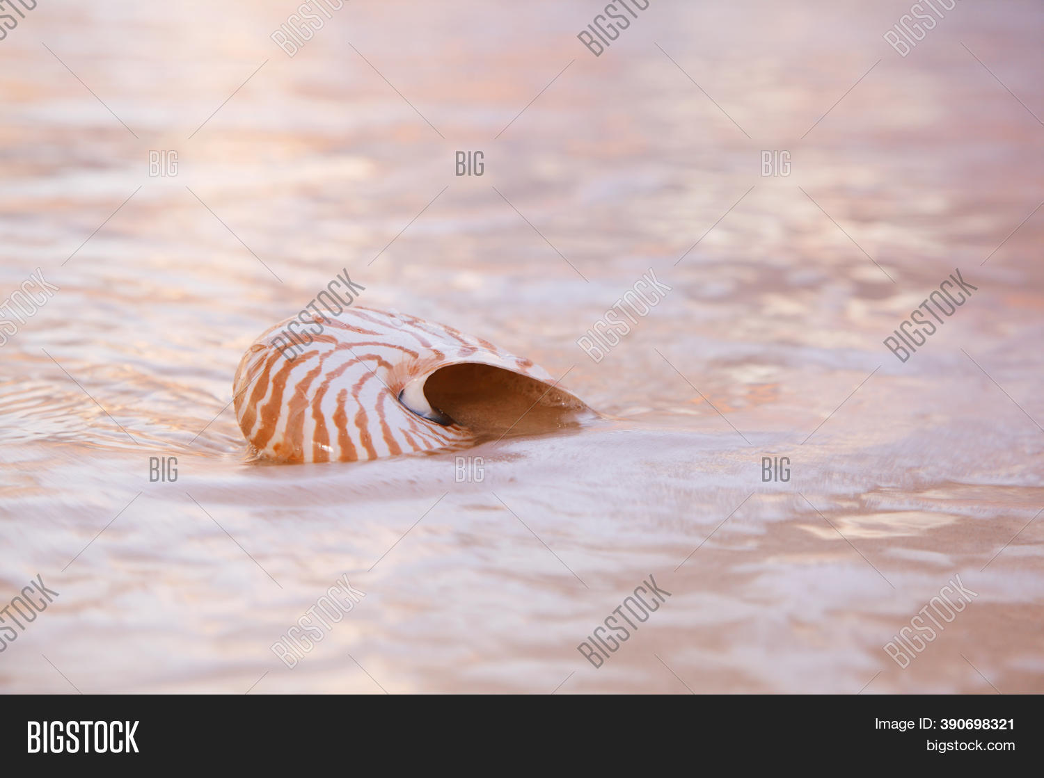 Nautilus Sea Shell On Image & Photo (Free Trial) | Bigstock