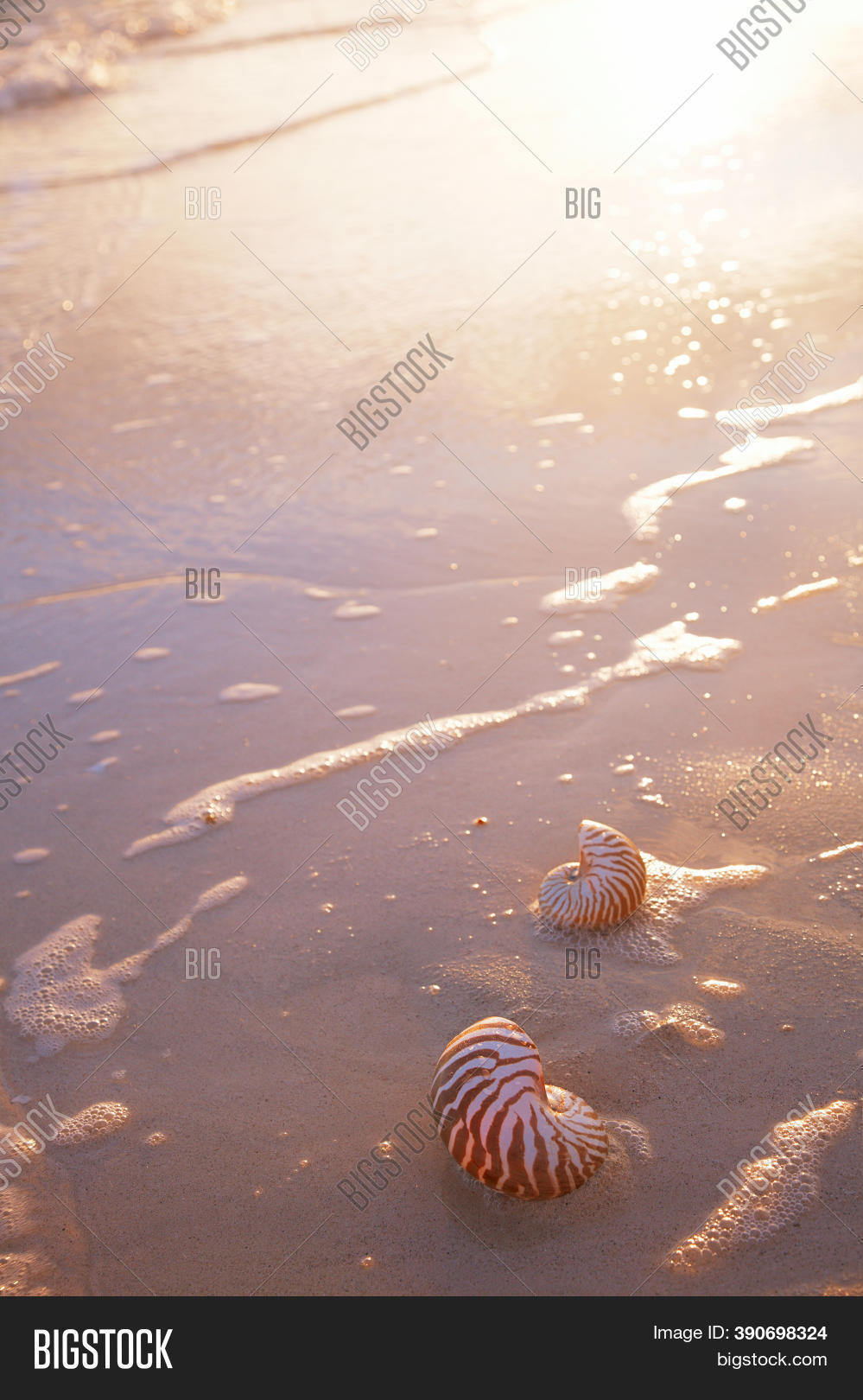 Nautilus Sea Shell On Image & Photo (Free Trial) | Bigstock
