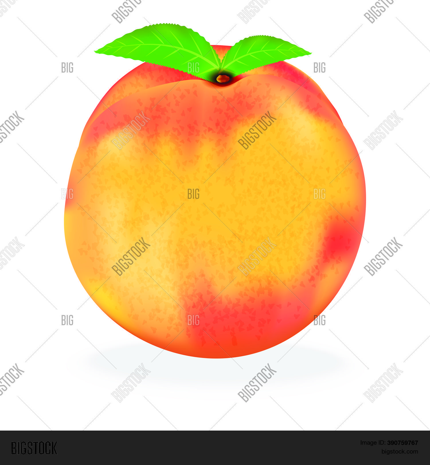 Peach Leaves Isolated Vector & Photo (Free Trial) | Bigstock