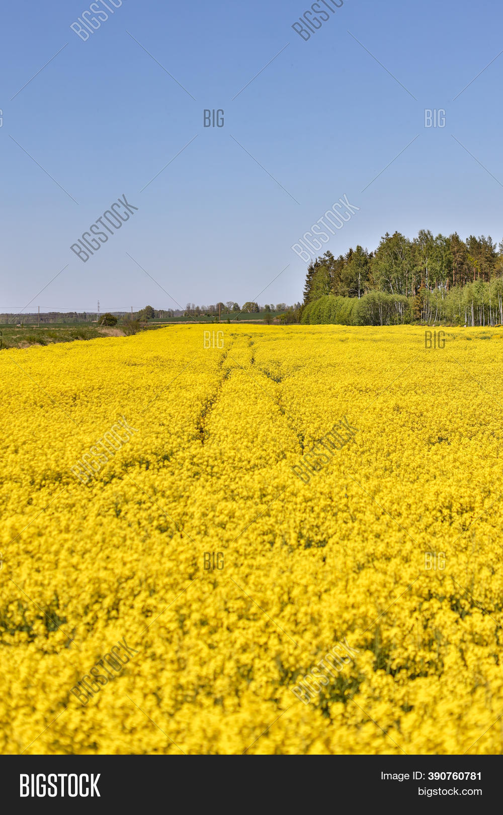 Yellow Raps Field Near Image & Photo (Free Trial) | Bigstock